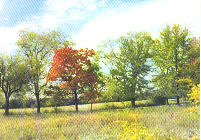 Fall Trees | Full Blooming