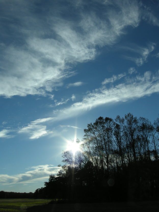 Inspired by Tom Prasada-Rao | Full Blooming