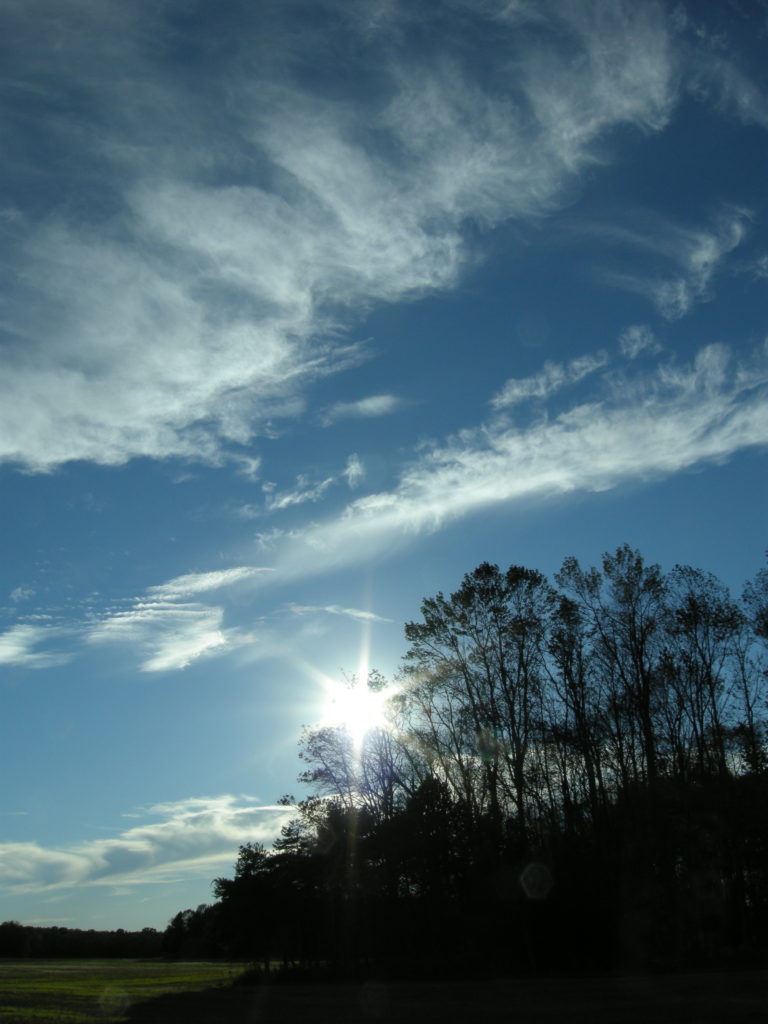 Inspired by Tom Prasada-Rao | Full Blooming